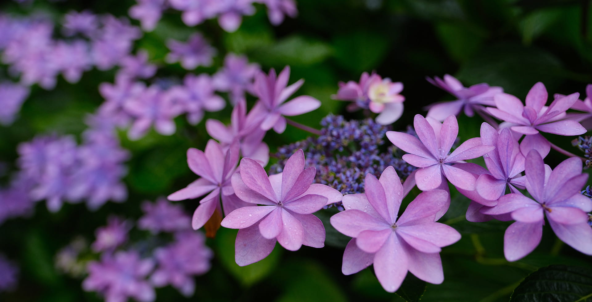 US Bonds | Allianz Global Investors